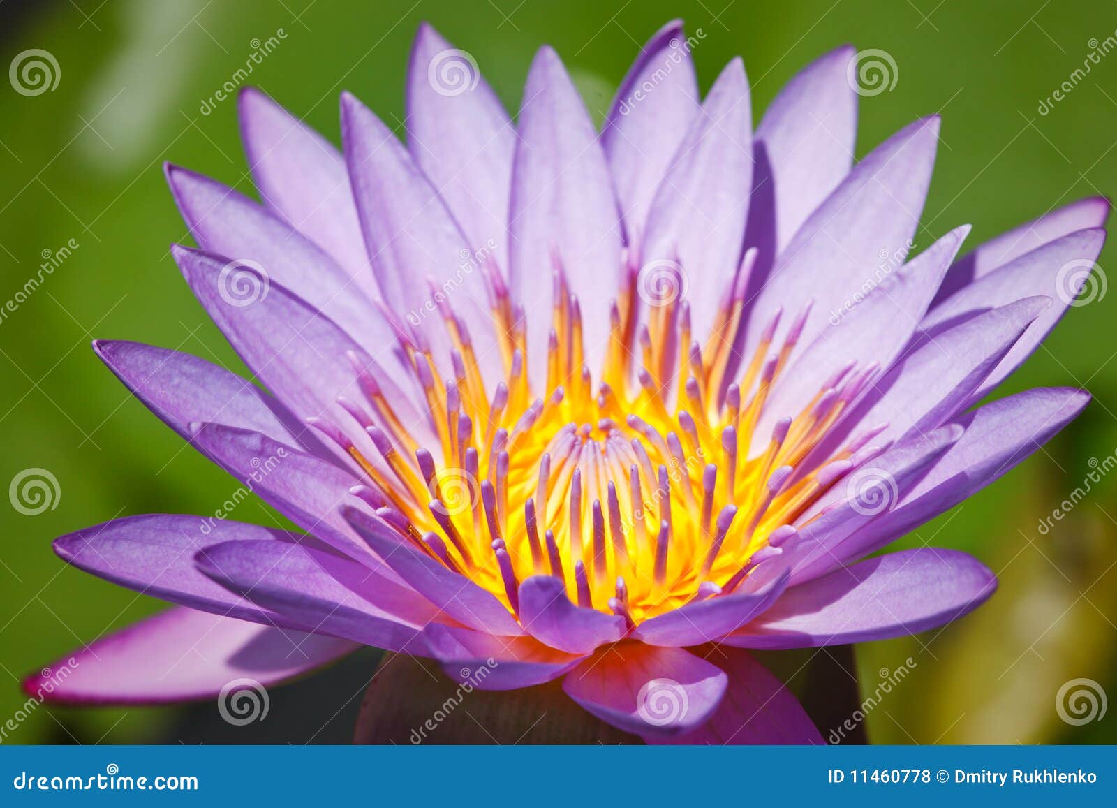 Purple lotus stock photo. Image of outdoors, lily, close - 11460778