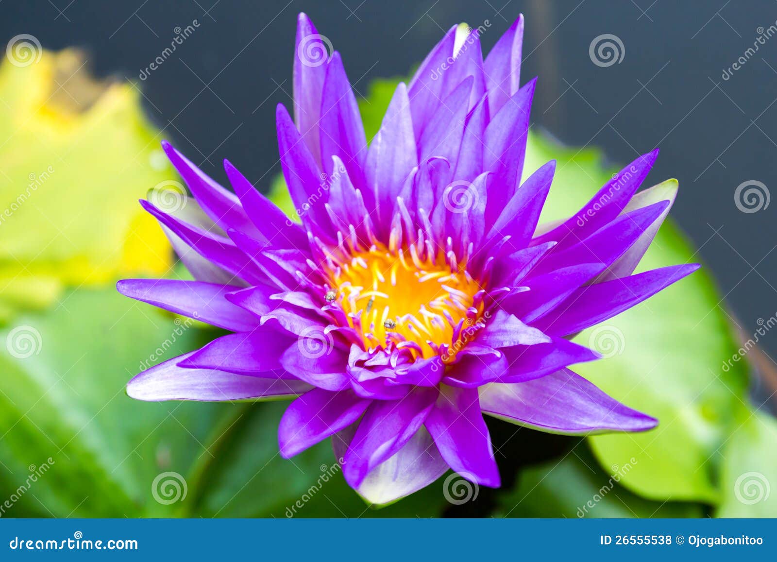 Purple lotus stock photo. Image of macro, blooming, blooms - 26555538