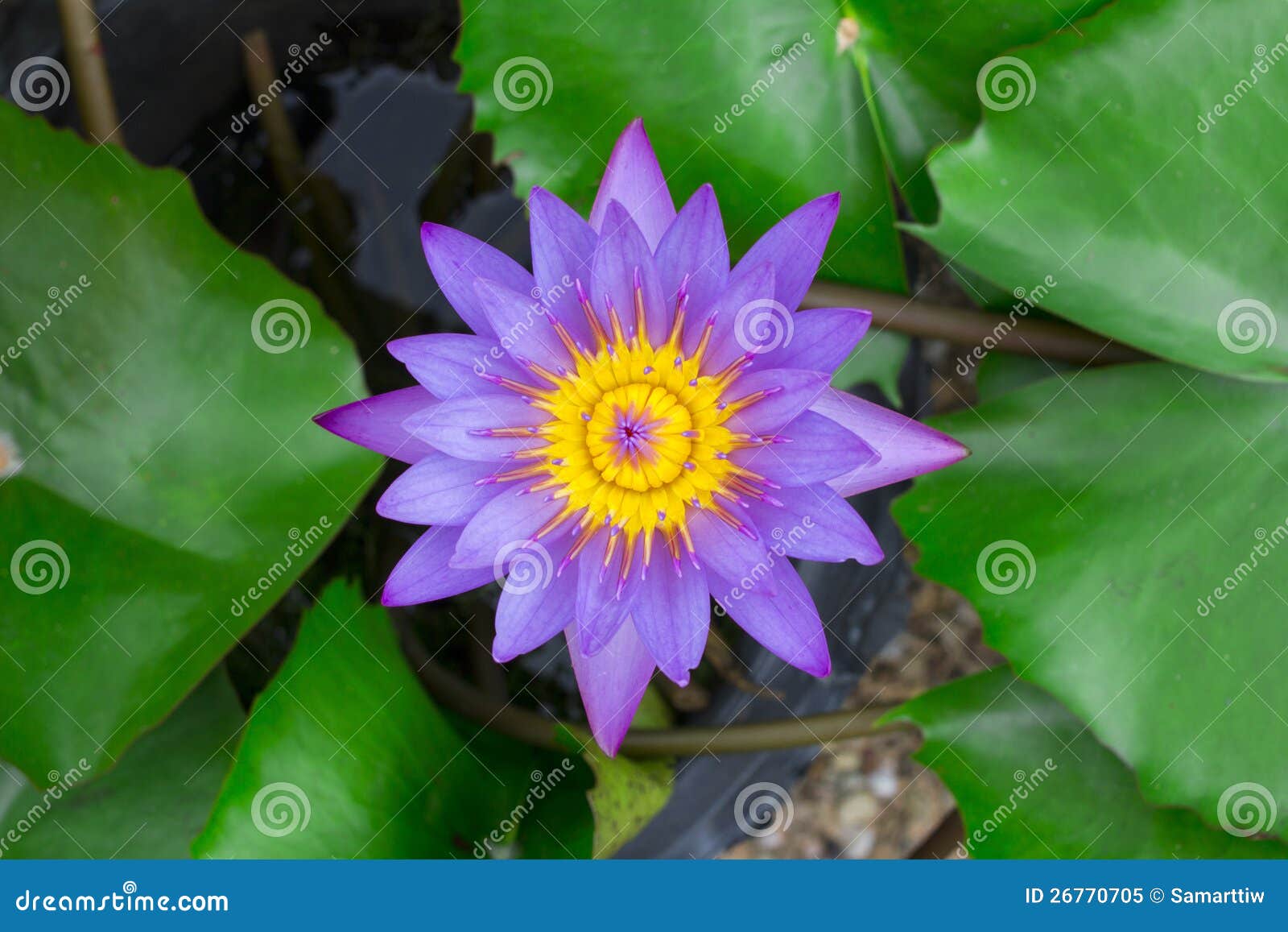 Purple lotus stock image. Image of lake, exotic, lotus - 26770705