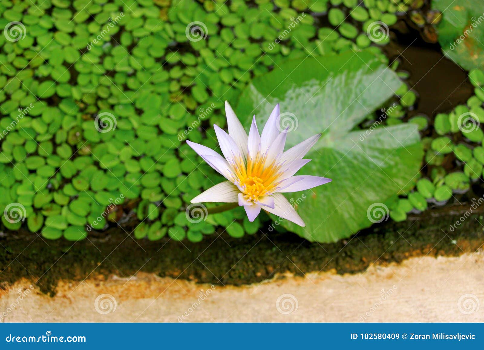 Purple lotus in the bath stock image. Image of decoration - 102580409