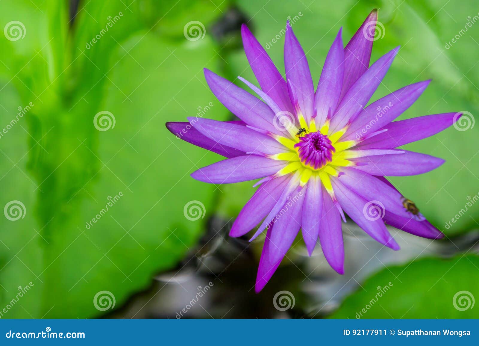 Purple lotus stock image. Image of closeup, outdoor, summer - 92177911