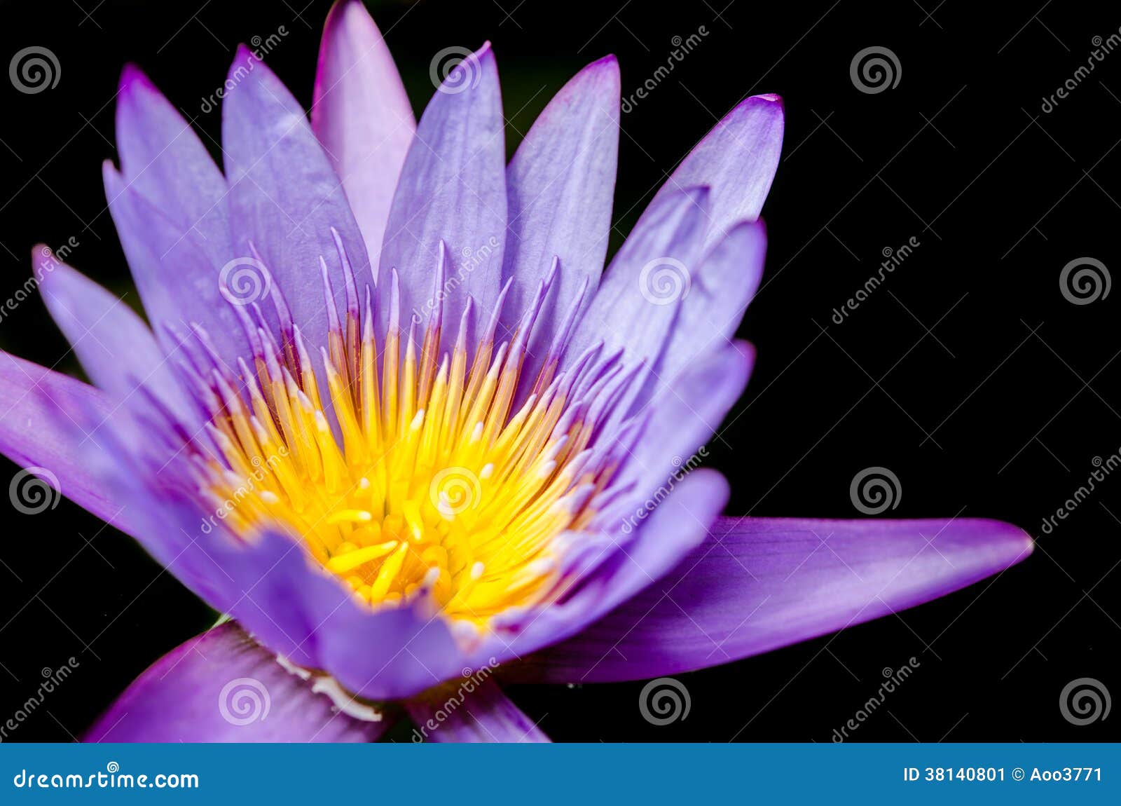 Purple Lotus stock image. Image of garden, macro, abstract - 38140801
