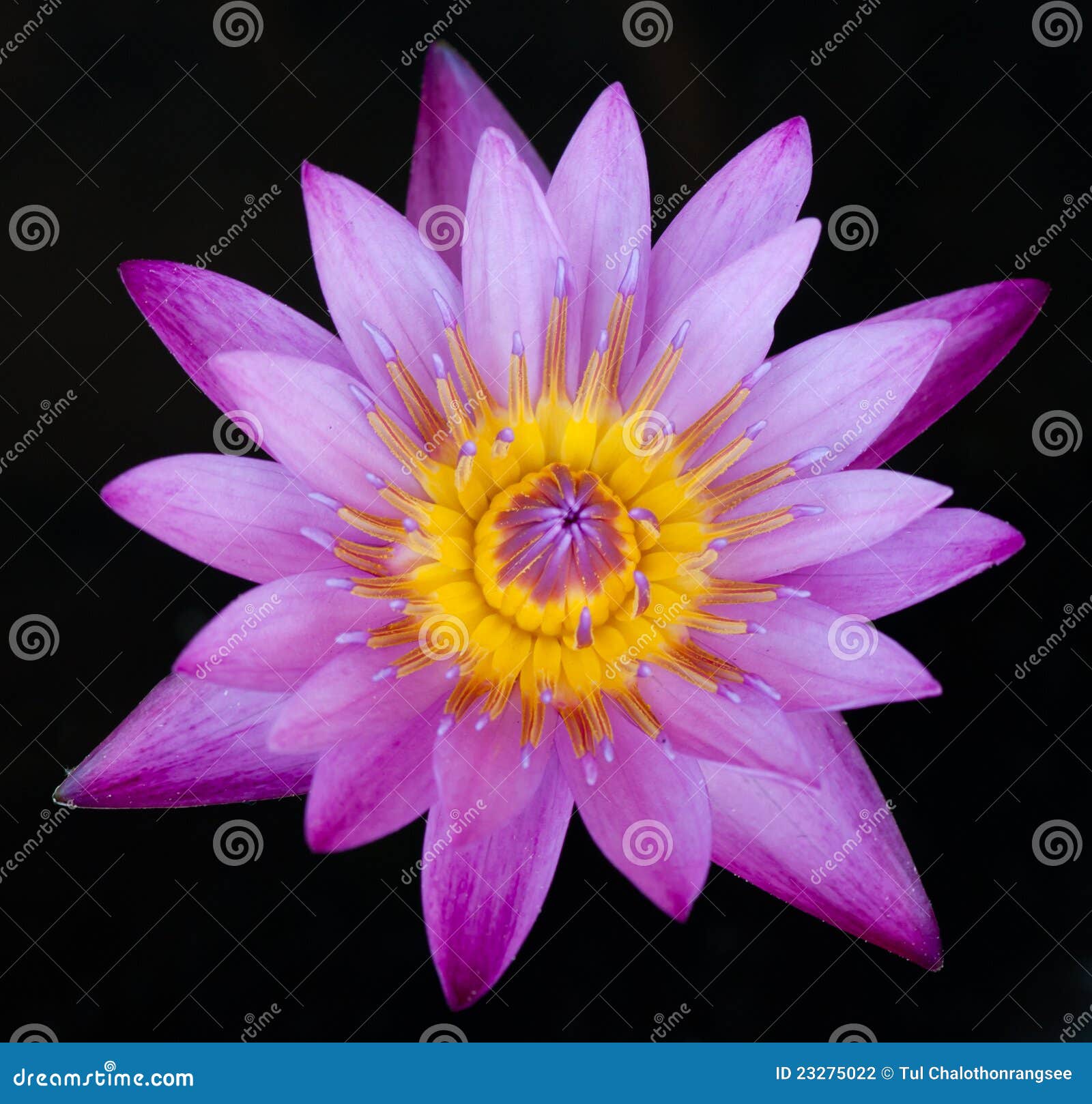 A Lotus Flower With Raindrop Is Standing In The River Stock Photography ...