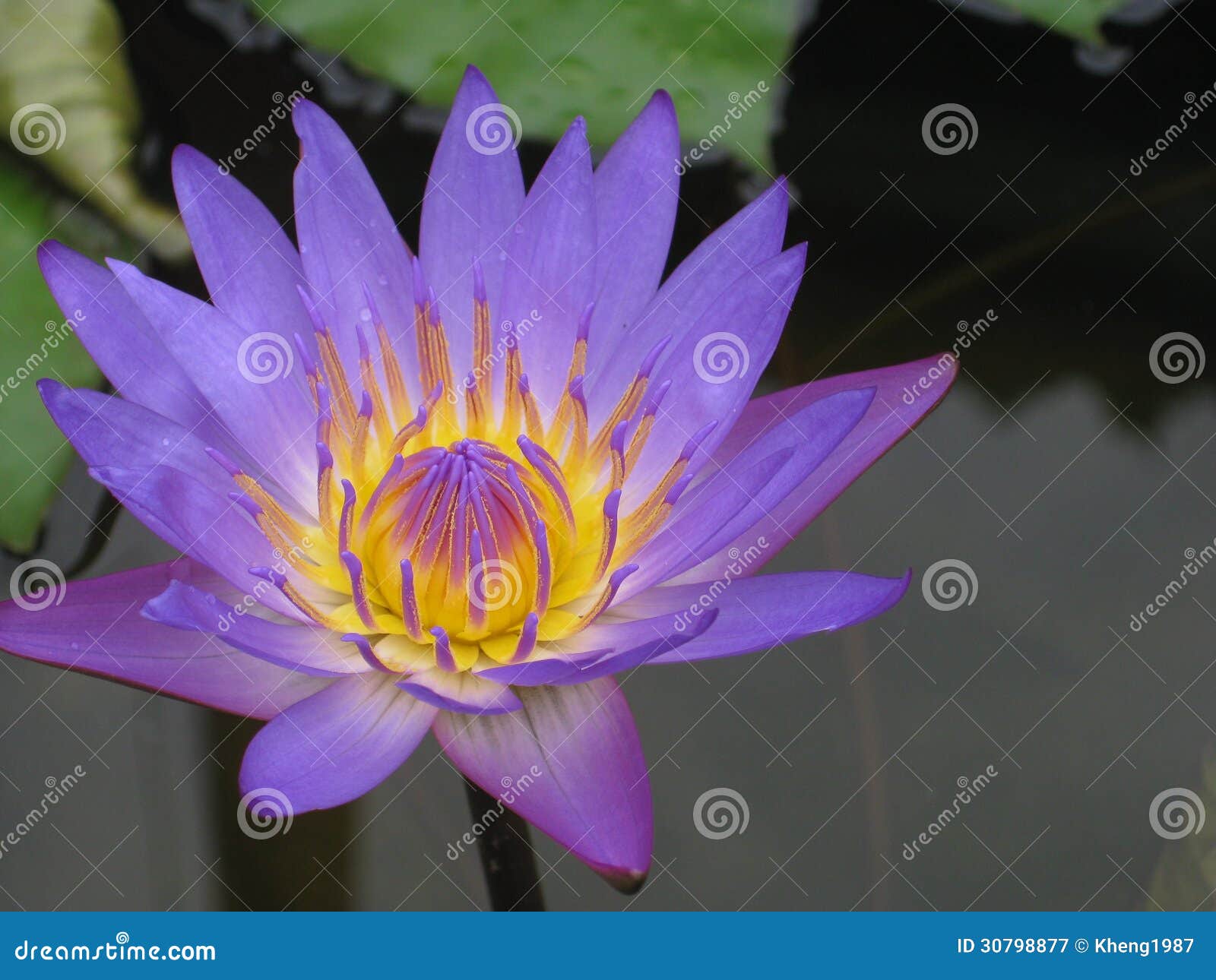 Purple Lotus Flower stock image. Image of tranquility - 30798877