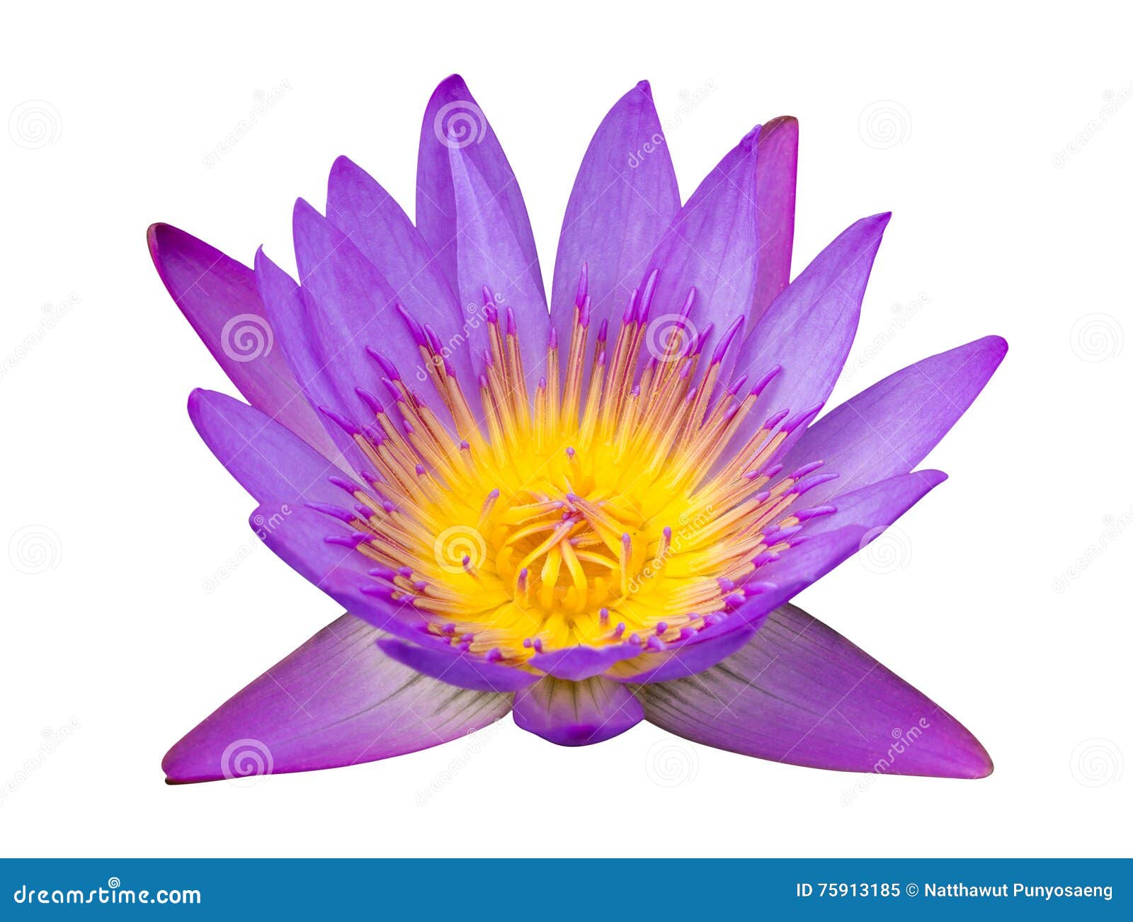 Purple Lotus Flower Isolated on White Stock Image - Image of lotus ...