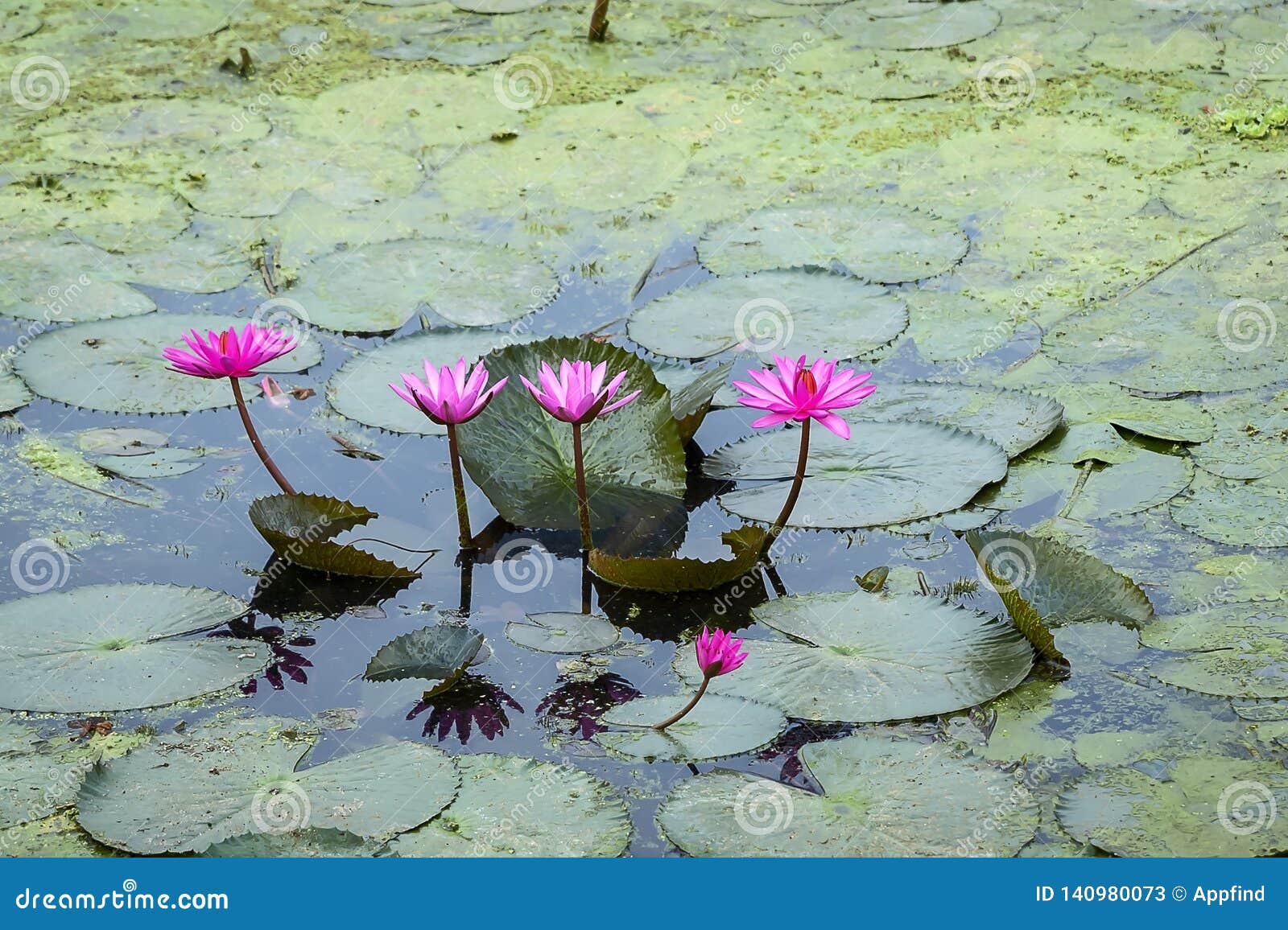 Purple Lotus Flower on the Pond Stock Image - Image of aquatic, flowers ...
