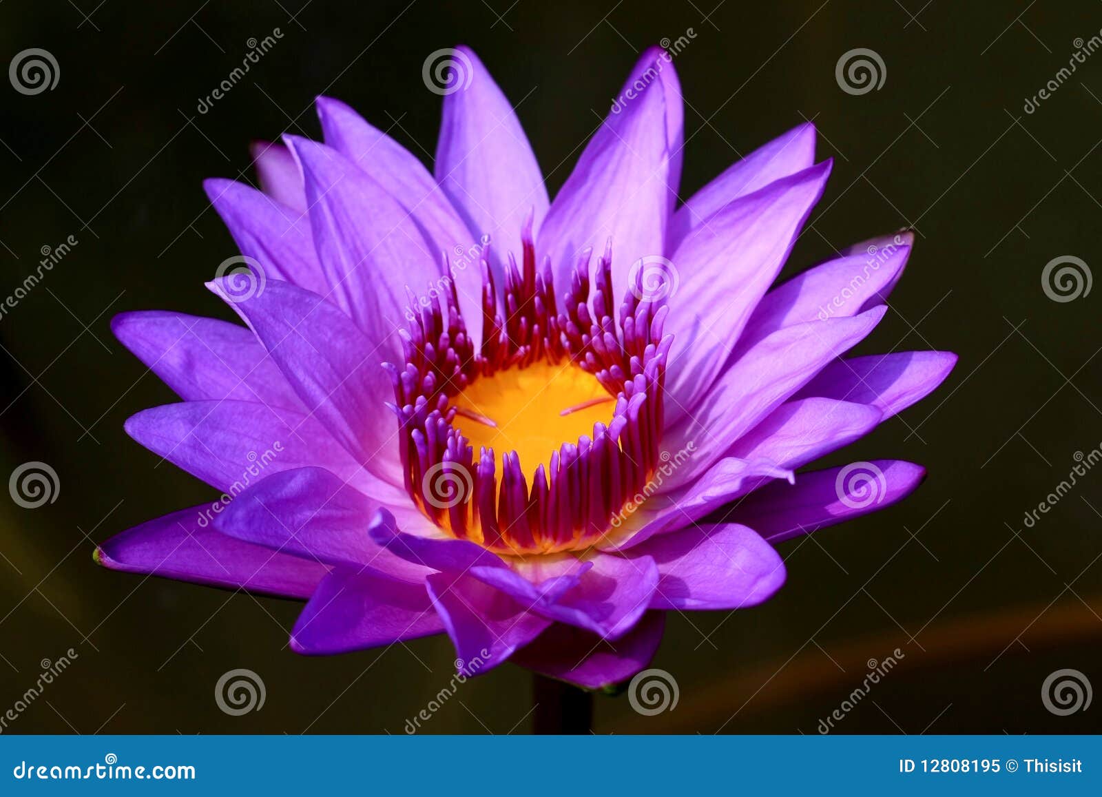Purple Lotus Flower On A Background Of Interior In Asian Style With A ...