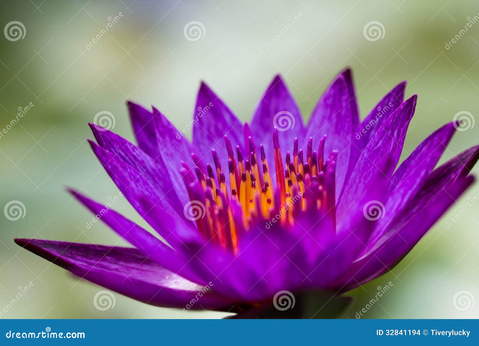 Purple lotus stock photo. Image of garden, plant, park - 32841194
