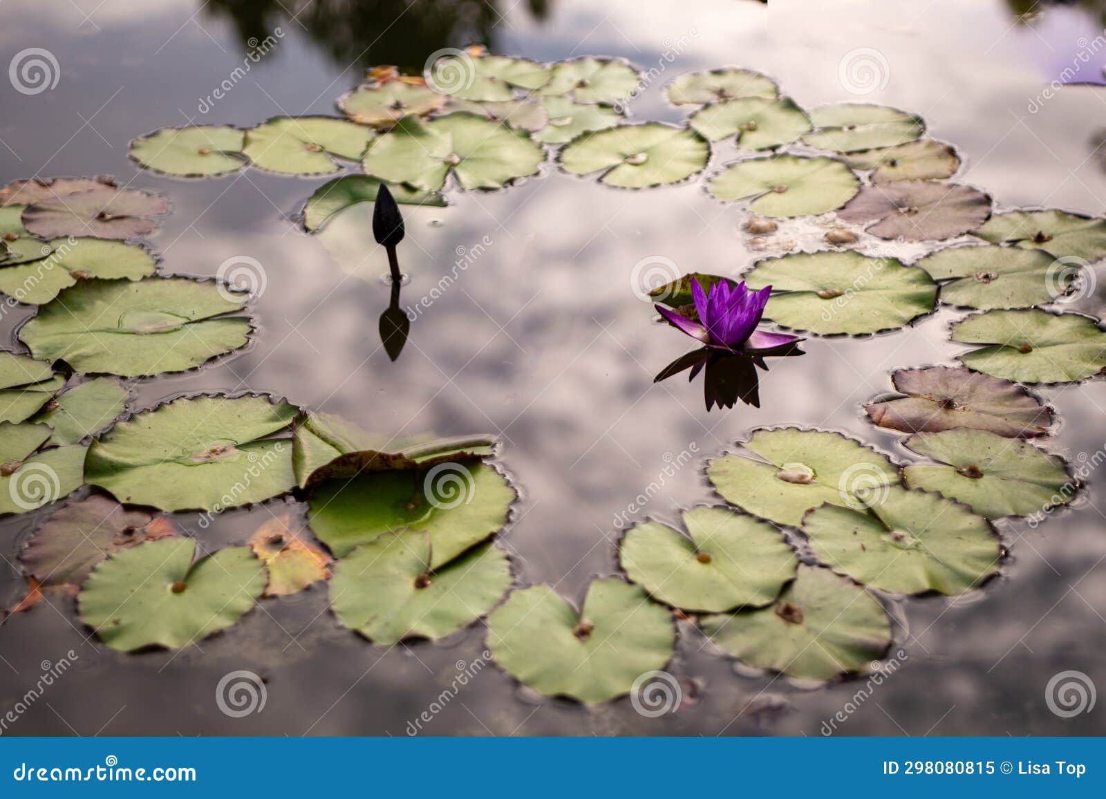 Purple Lotus with Lily Pads Stock Image - Image of botanical, purple ...