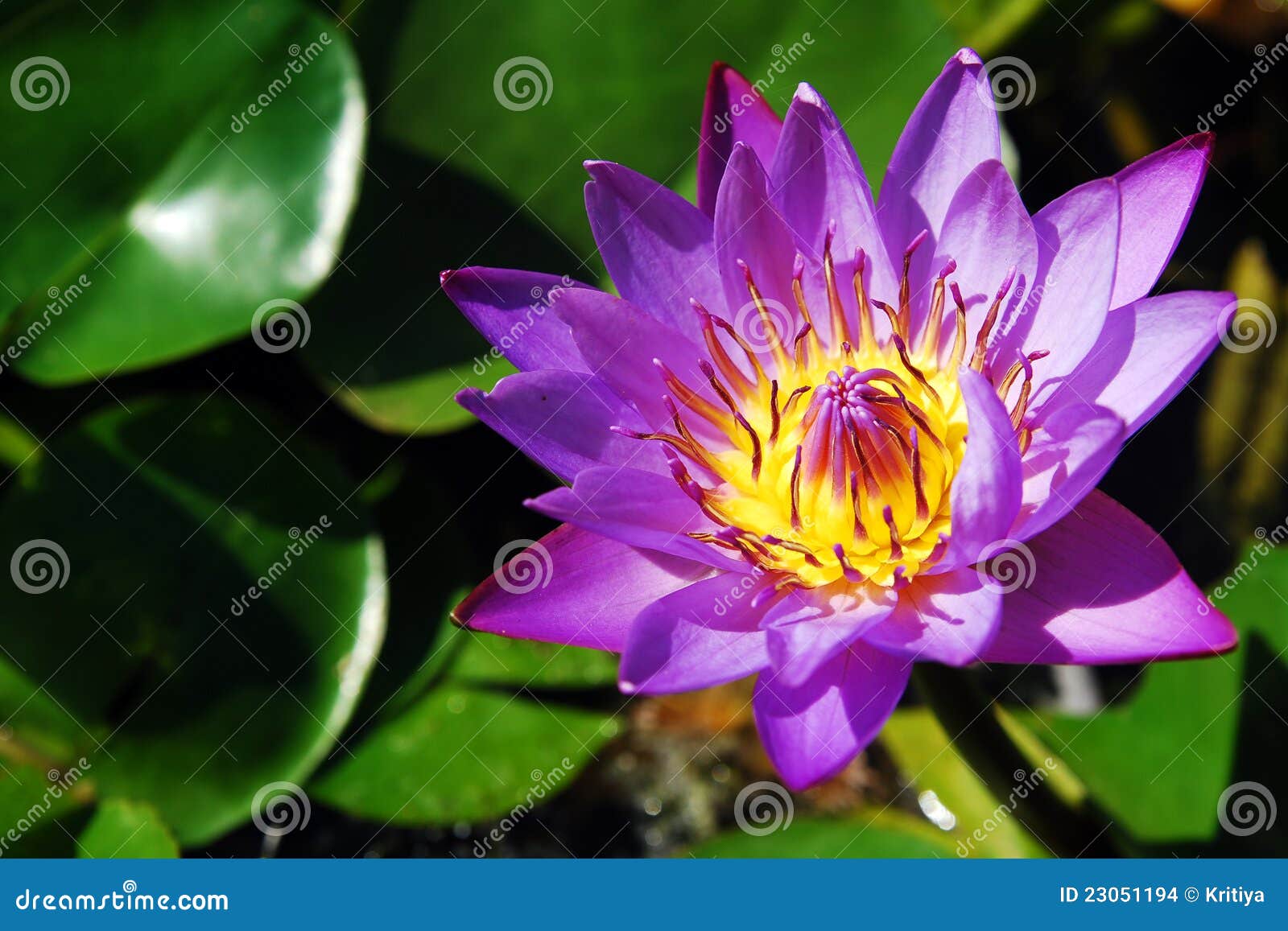 Purple Lotus in pool stock photo. Image of beautiful - 23051194