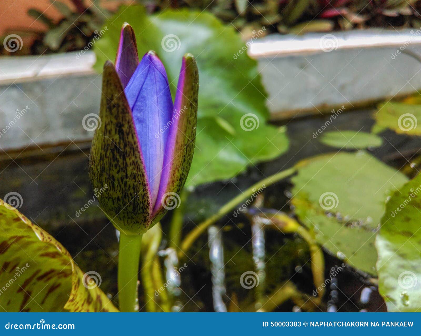 Purple lotus in pots stock image. Image of purple, waiting - 50003383