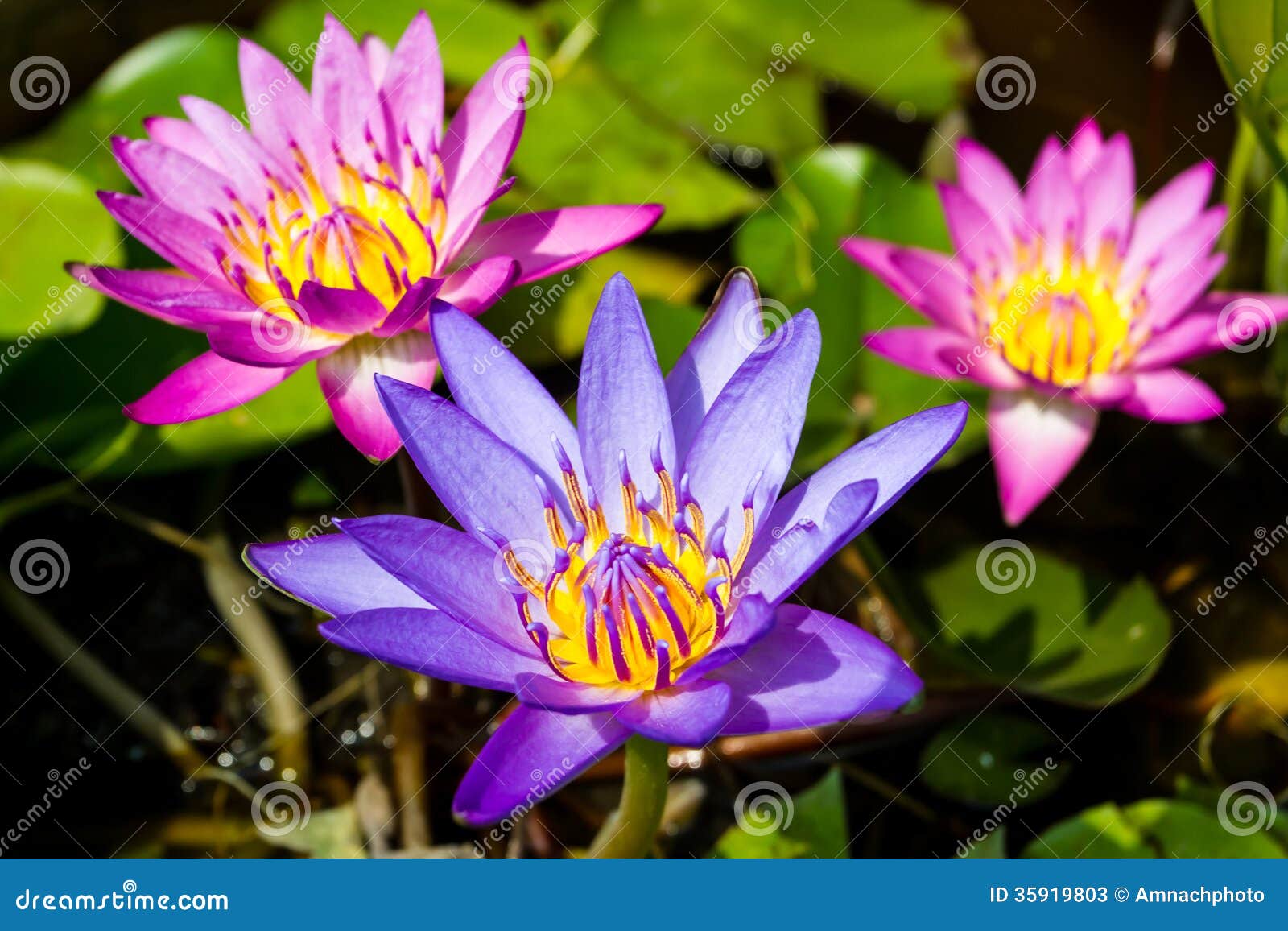 Purple lotus on the river. stock image. Image of herbal - 35919803