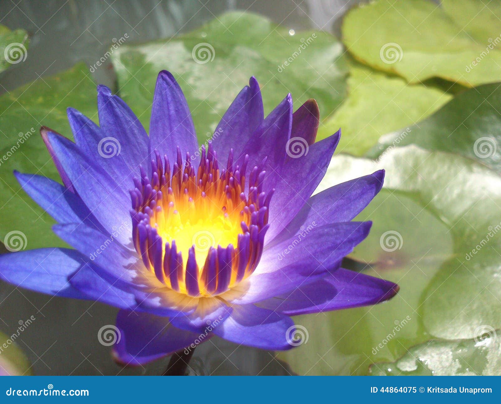 Purple lotus in the swamp stock image. Image of green - 44864075