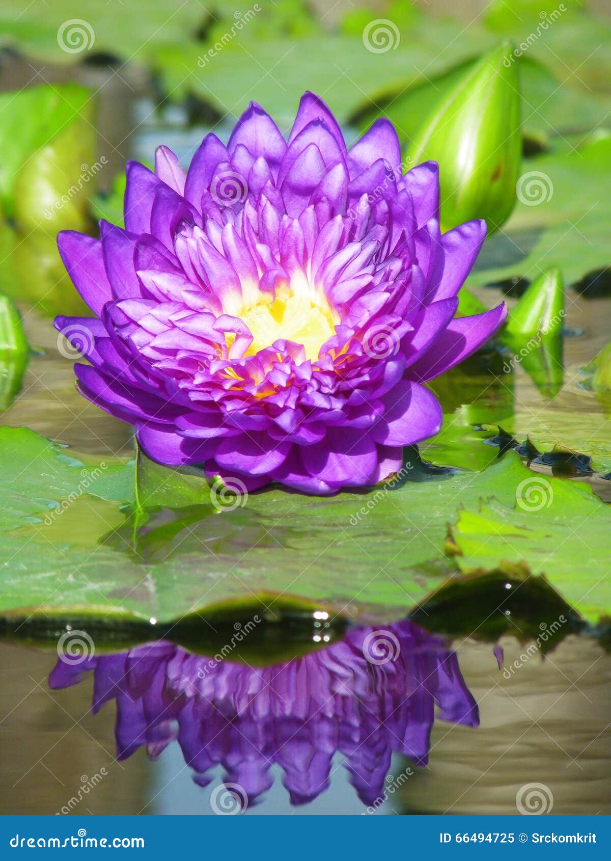 Purple Lotus with Water Reflection Stock Image - Image of botanical ...
