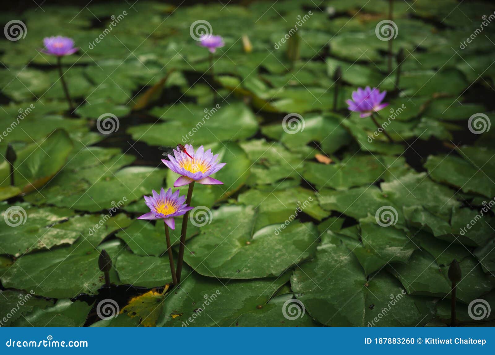 Purple lotuses. stock photo. Image of floral, beauty - 187883260