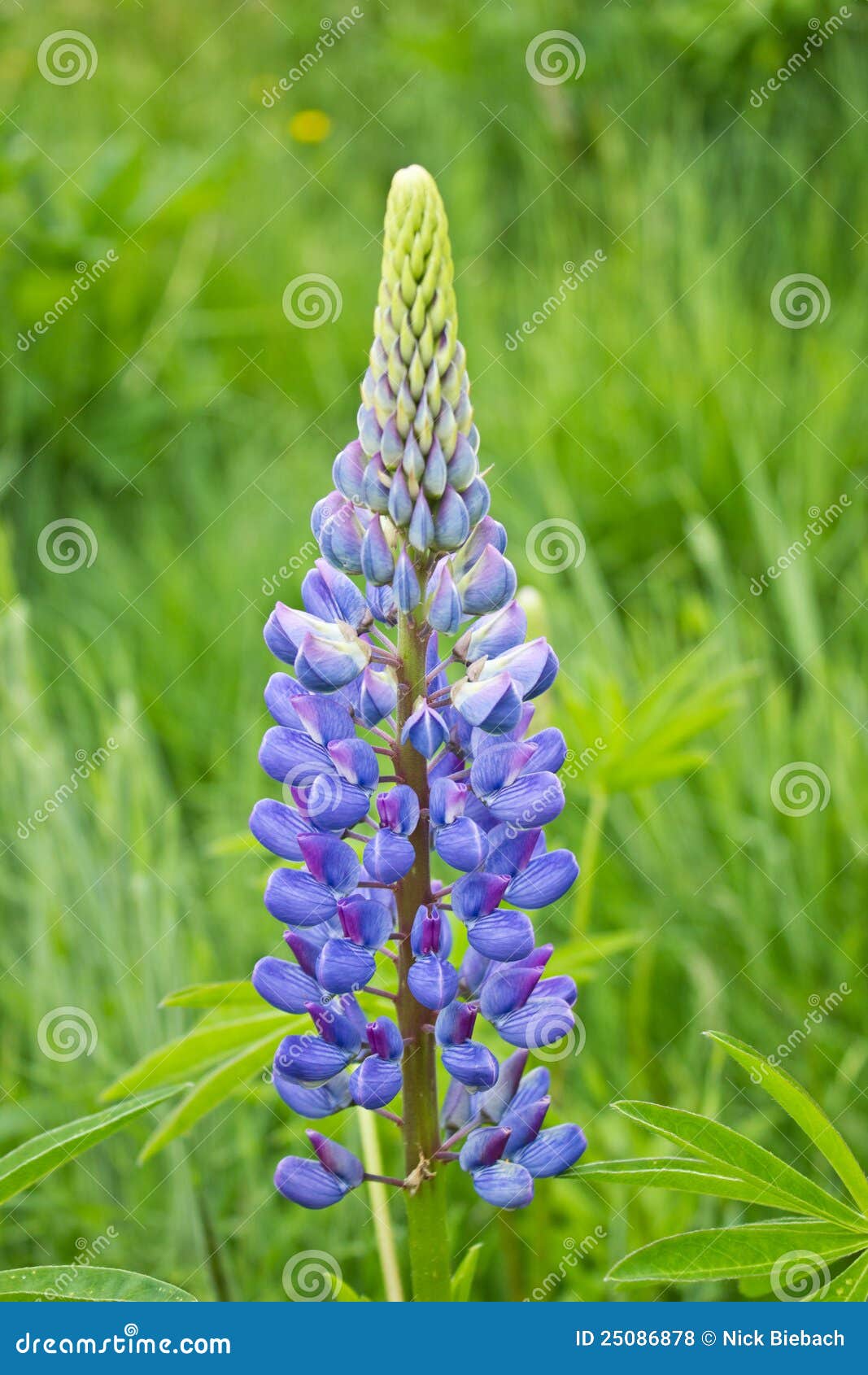 Purple Lupin Flower stock photo. Image of leaf, lupin - 25086878