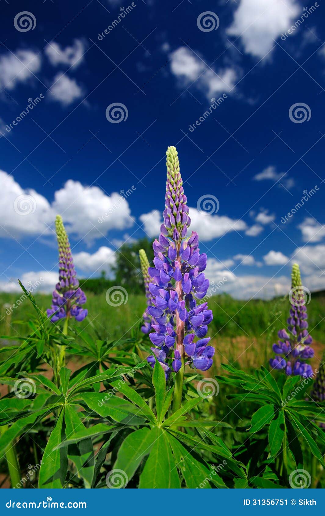 Lupin Flowers Royalty-Free Stock Photography | CartoonDealer.com #49819985