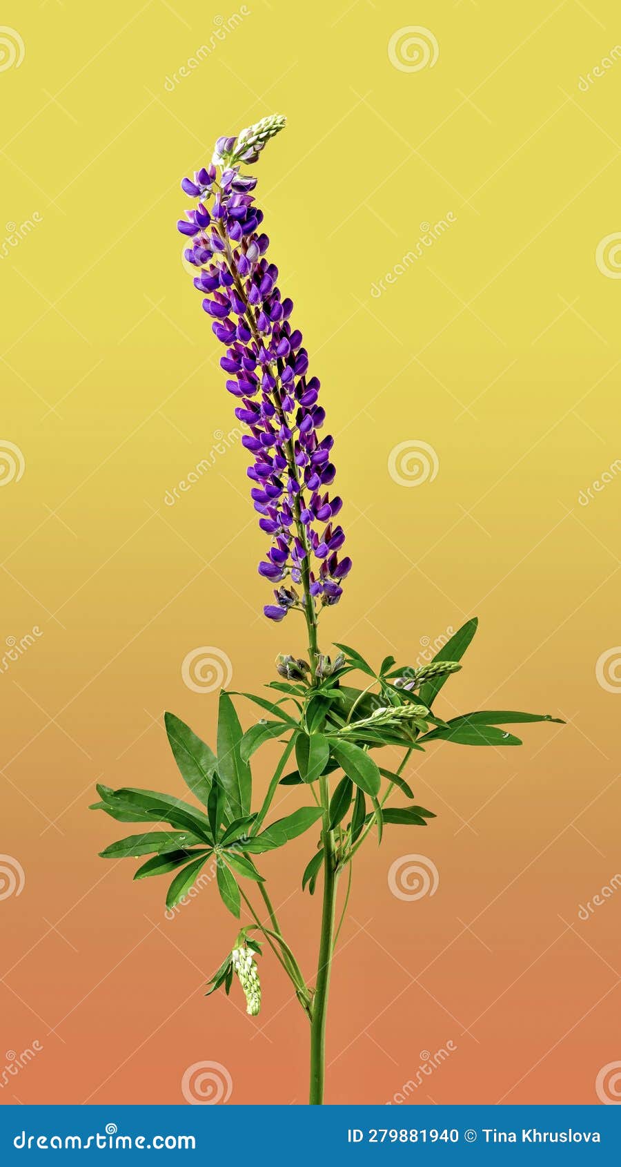 Purple lupine flower stock photo. Image of color, lupine - 279881940