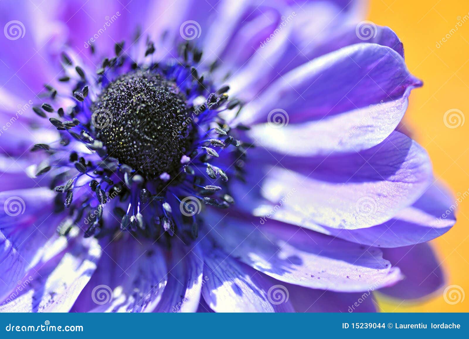 Purple macro flower stock photo. Image of growth, flower - 15239044