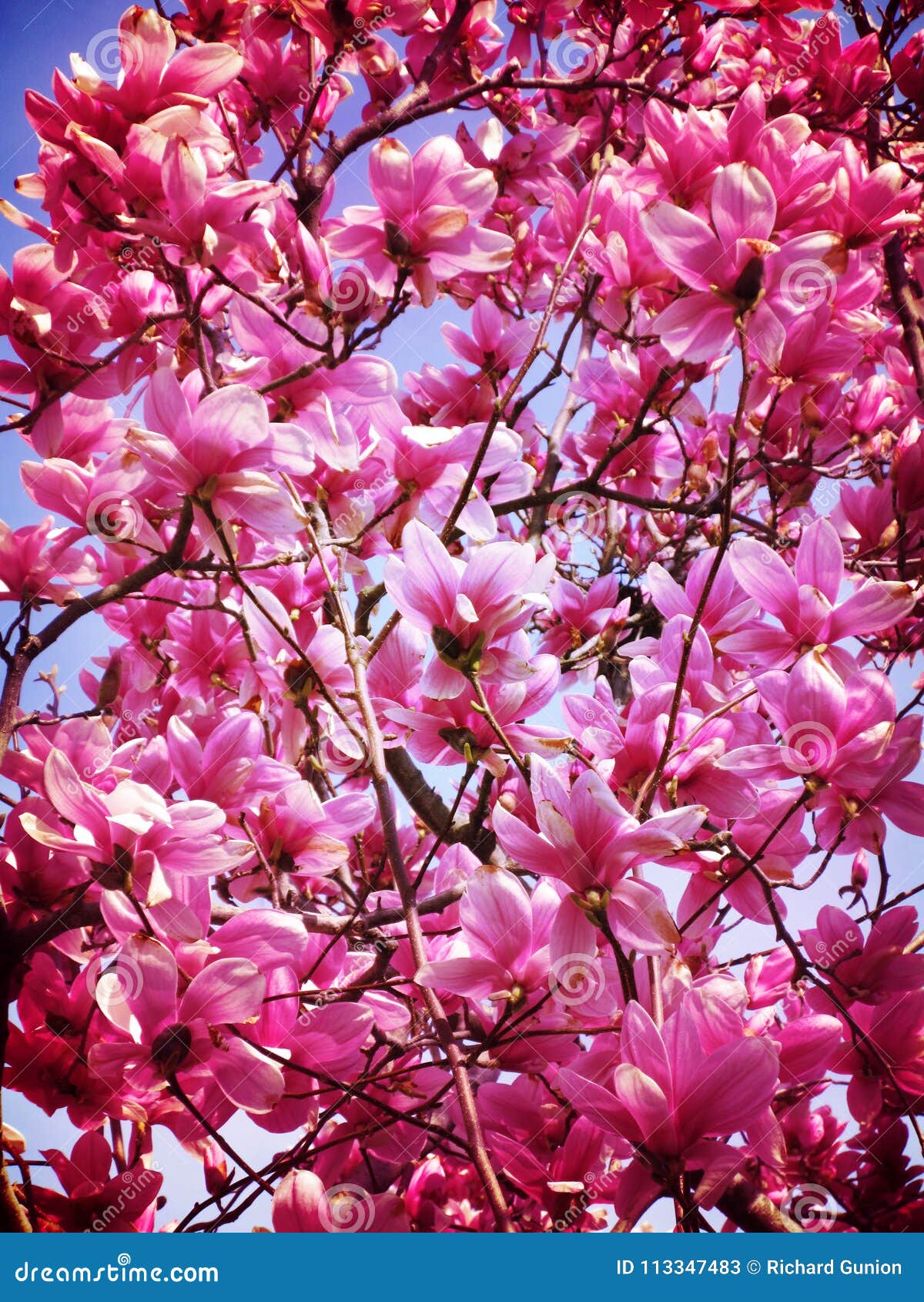 Purple Magnolia Blossoms stock image. Image of nature - 113347483