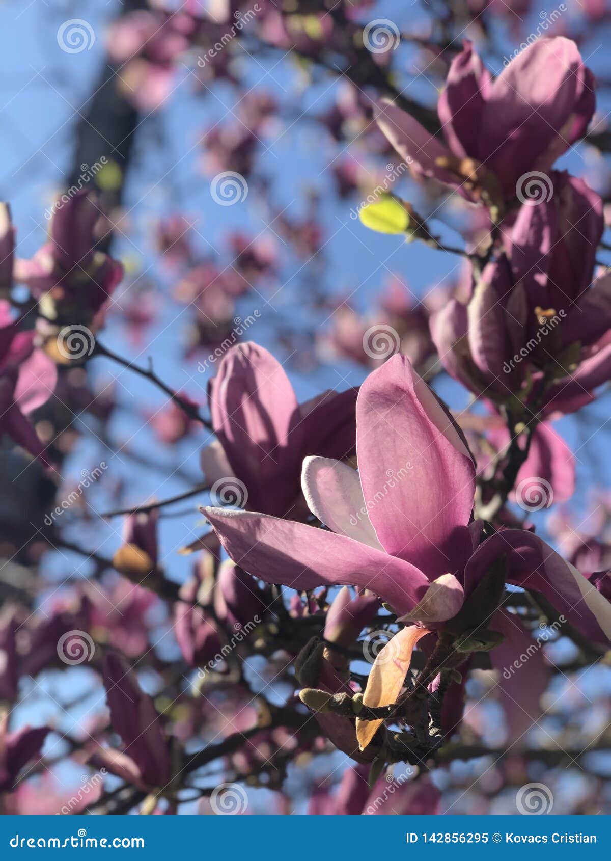 Purple magnolia stock image. Image of purple, spring - 142856295