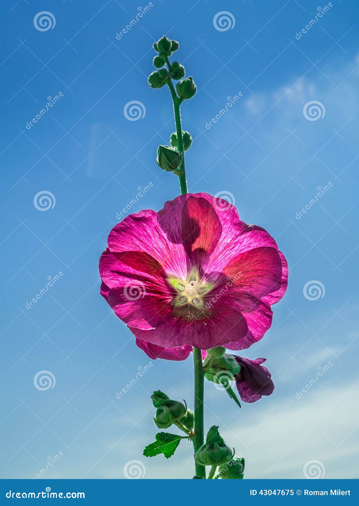 Purple mallow stock image. Image of botany, pink, purple - 43047675