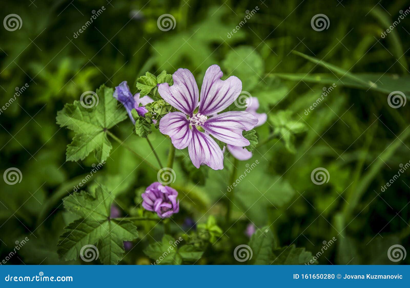 Purple Mallow Flower stock photo. Image of vibrant, grass - 161650280