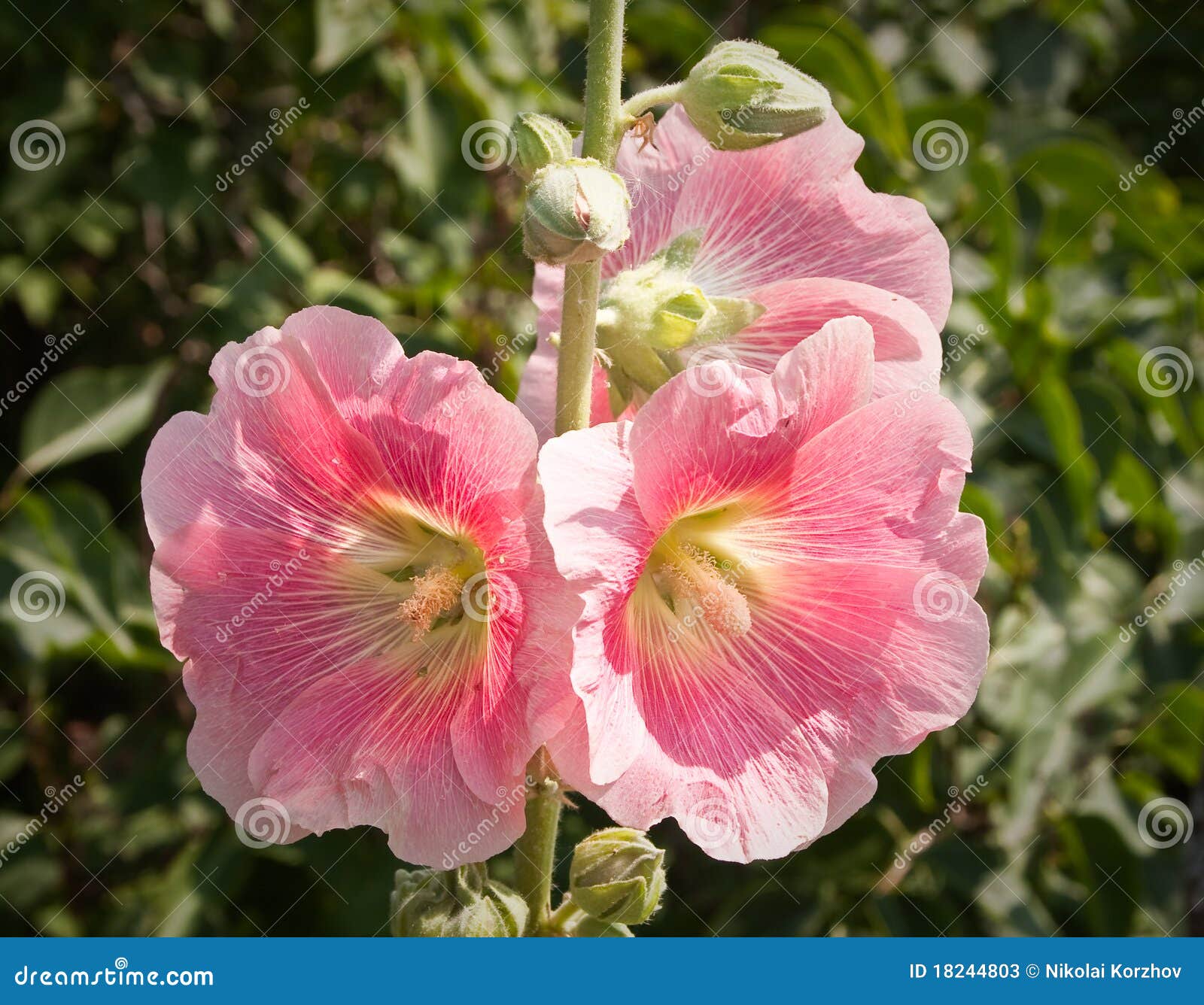 Purple malva stock image. Image of blossom, colored, hollyhock - 18244803