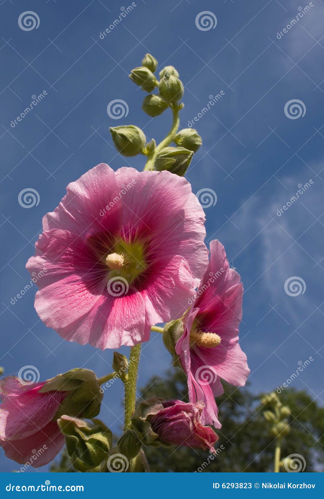 Purple malva stock image. Image of fragility, beautiful - 6293823