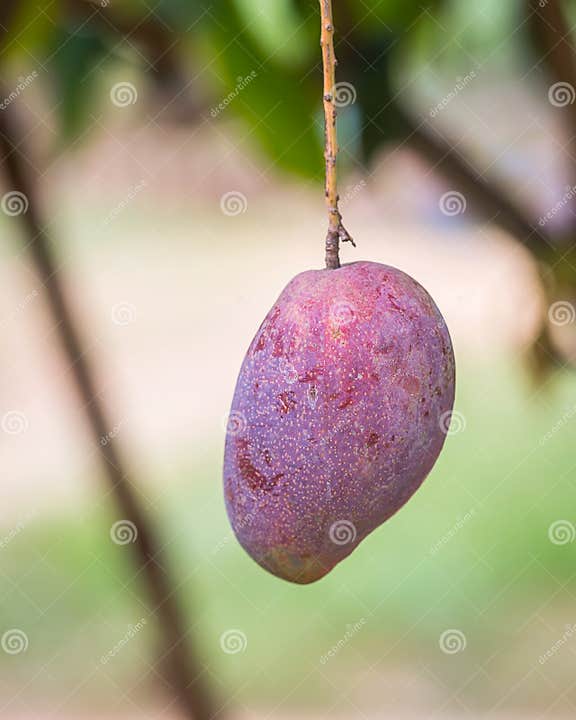 Purple mango fruit. stock image. Image of nature, spring - 101331017