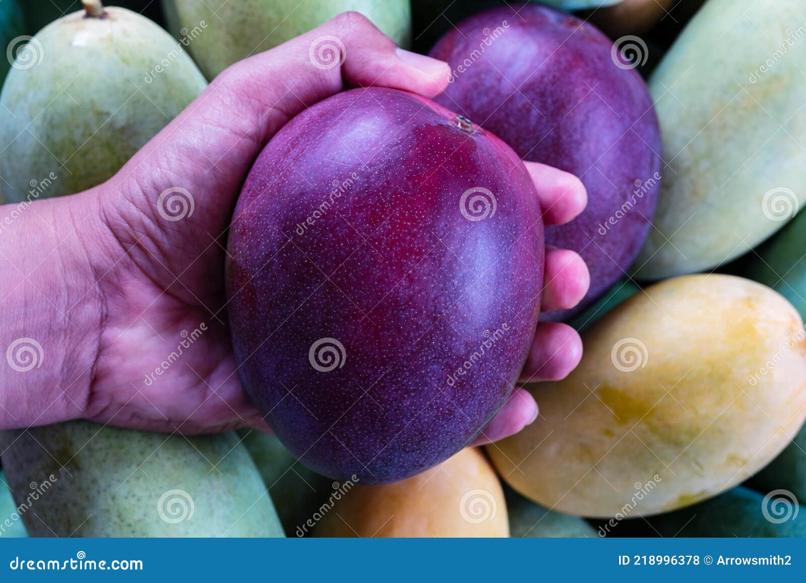 Purple Mango in the Hands of Farmer Stock Photo - Image of haden, green ...
