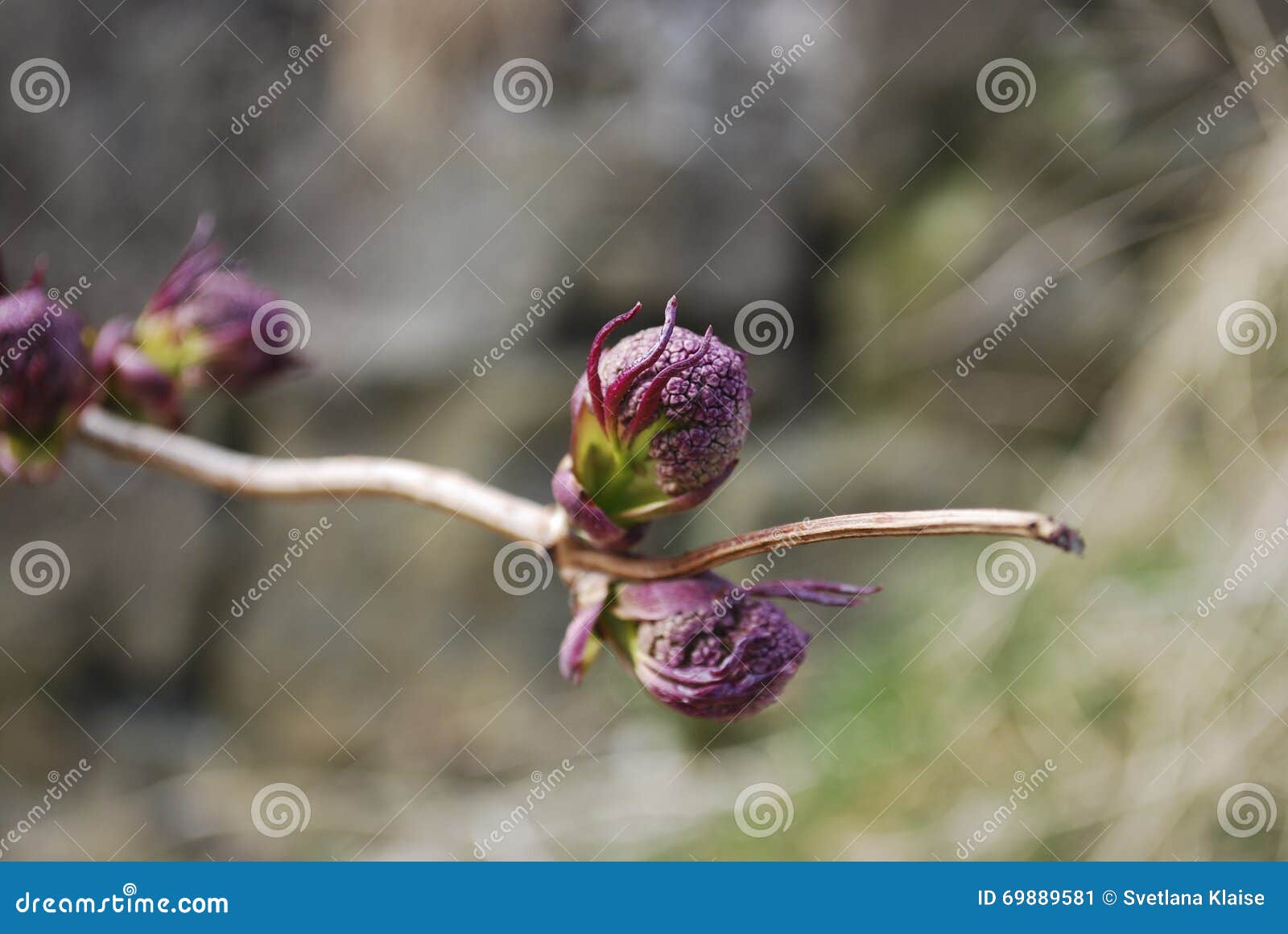 Purple maple bud. stock image. Image of springtime, blossom - 69889581