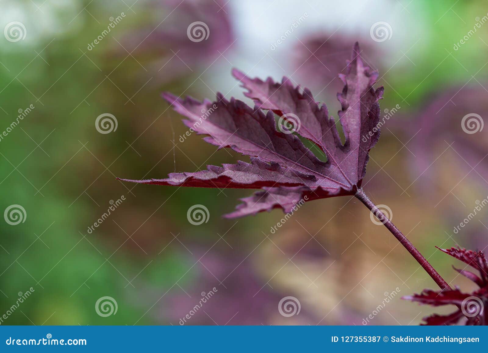 Purple Marijuana leaves stock image. Image of food, drugs - 127355387