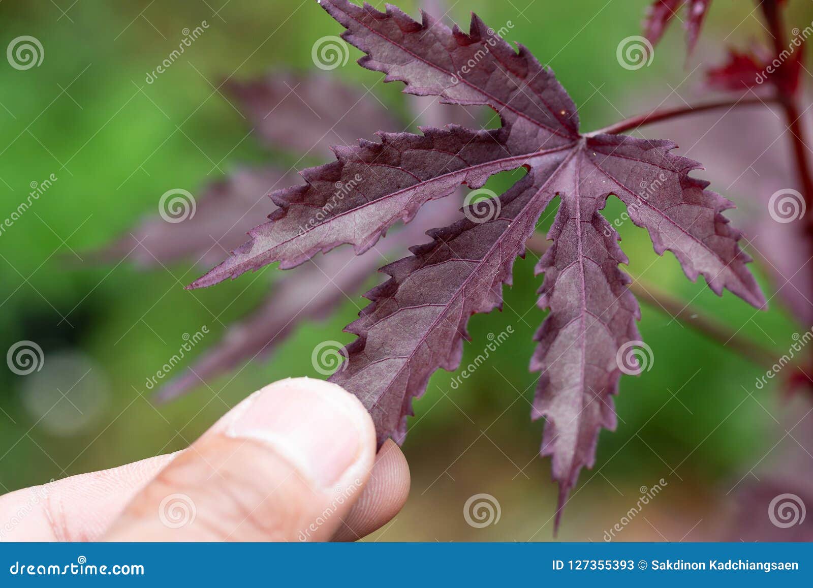 Purple Marijuana leaves stock image. Image of hash, plants - 127355393