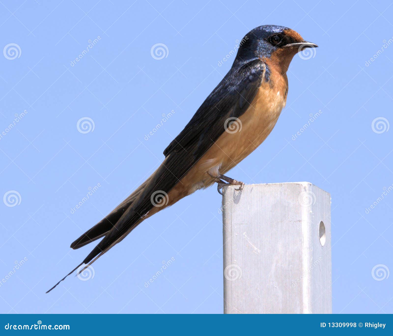 Purple Martin stock photo. Image of martin, feather, blue - 13309998