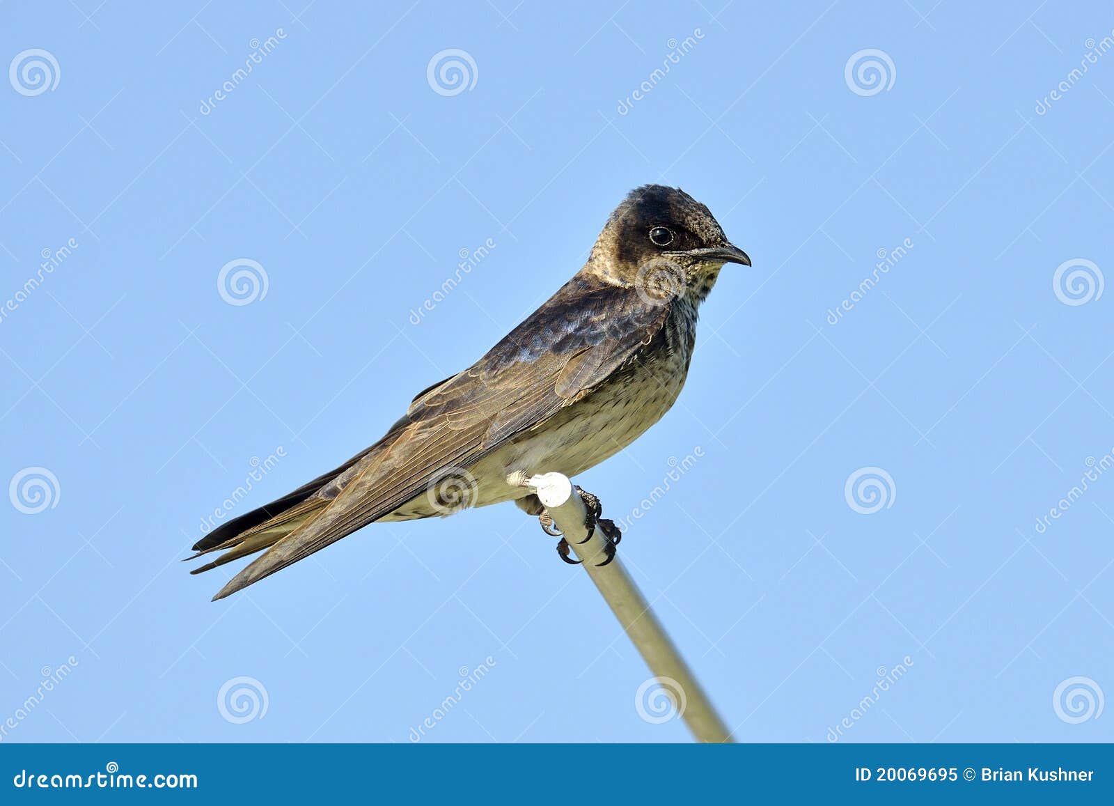 Purple Martin stock image. Image of wildlife, avian, martin - 20069695
