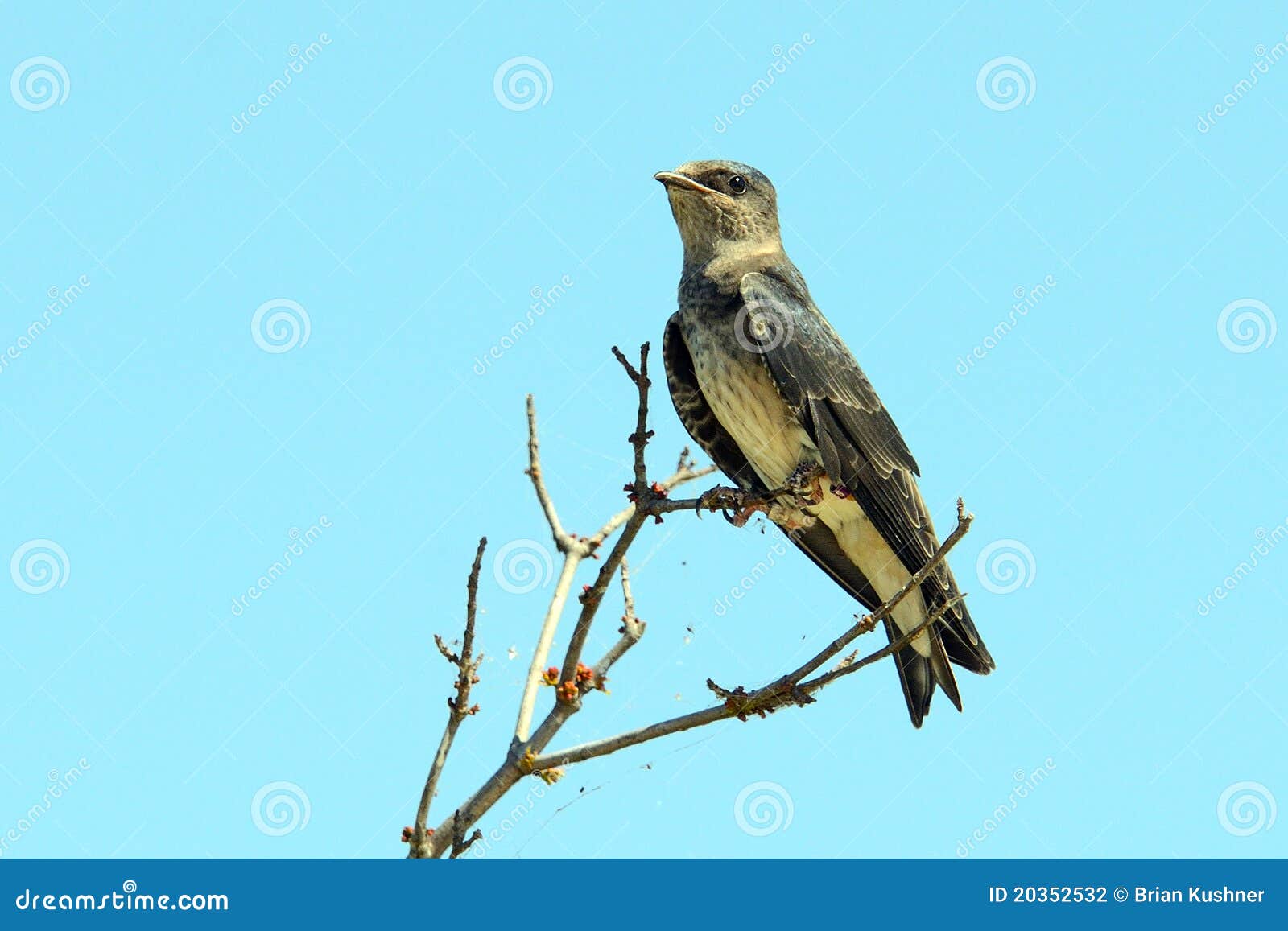 Purple Martin stock photo. Image of branch, purple, tree - 20352532
