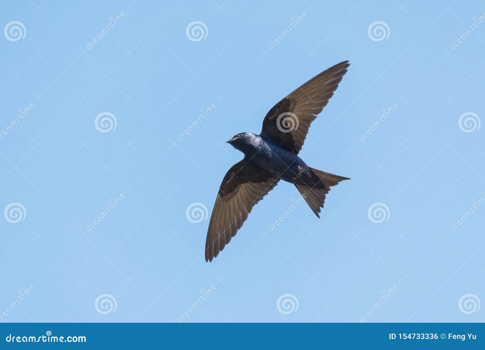Purple martin bird stock photo. Image of bird, canada - 154733336