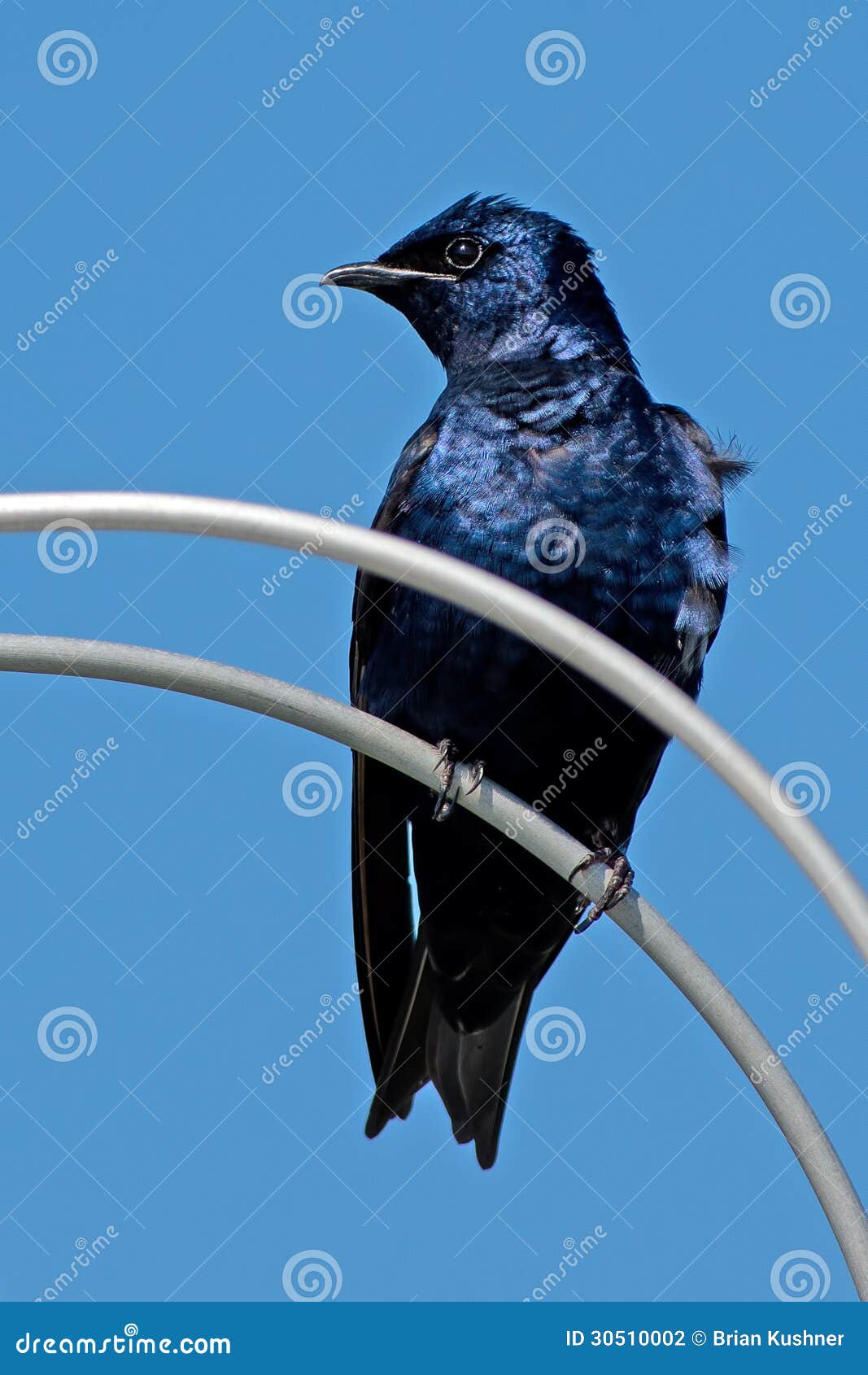 Purple Martin stock photo. Image of wildlife, avian, subis - 30510002