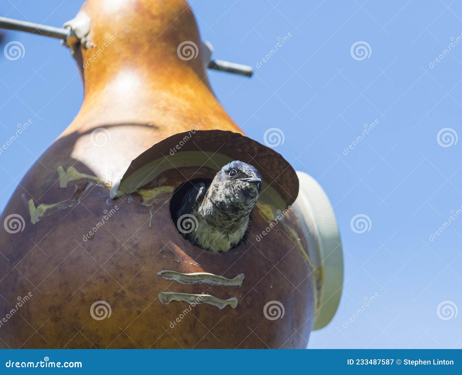 Purple Martin Nest stock image. Image of environmental - 233487587