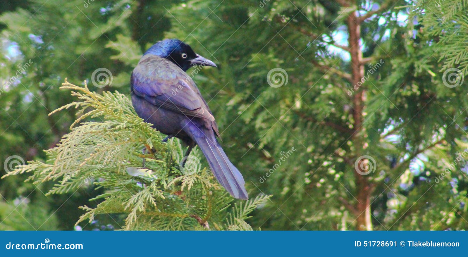 Purple Martin on a Tree Top Stock Image - Image of dark, tail: 51728691
