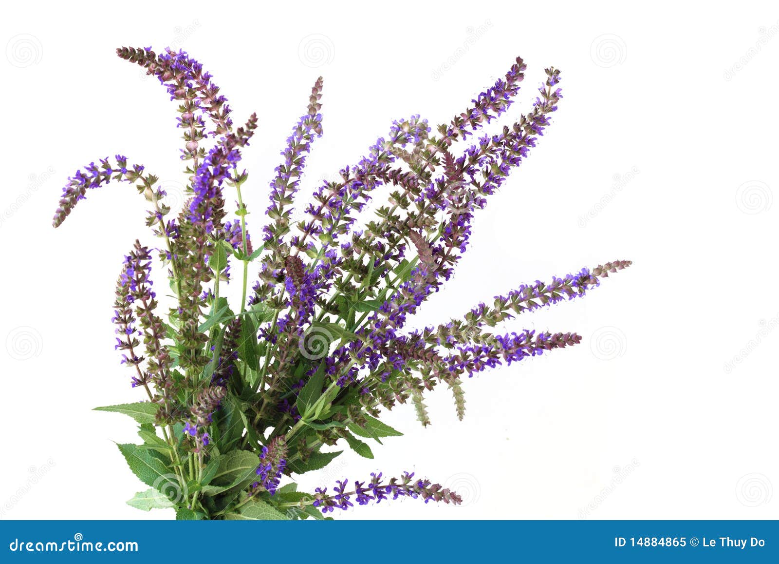 Purple Meadow Sage Flower stock image. Image of white - 14884865