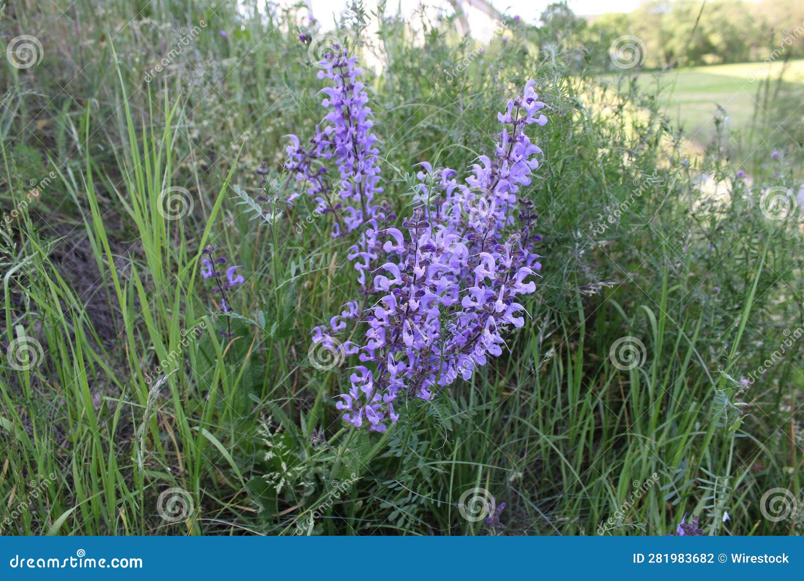 Purple Meadow Sage in a Green Grassy Field. Stock Photo - Image of ...