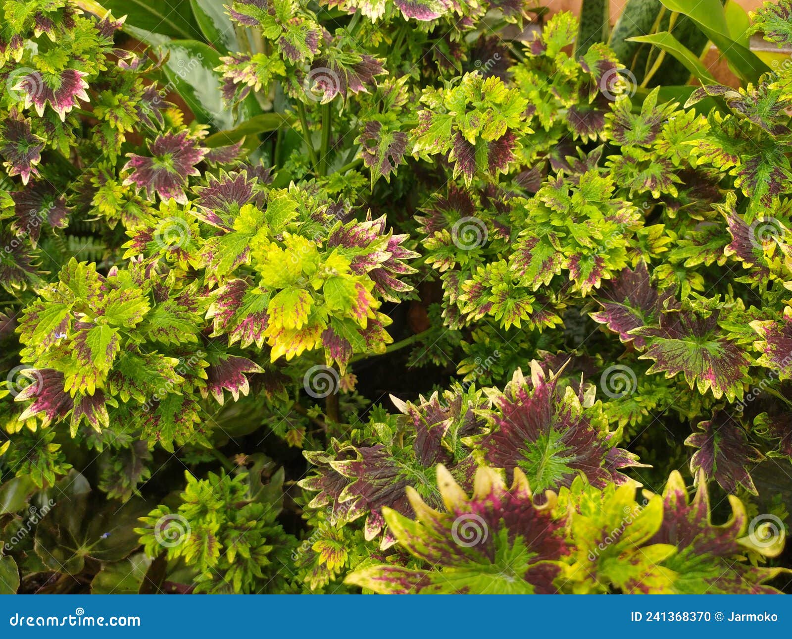 Purple Miana Flower that Grows in the Rural Slopes of Wilis Island of ...