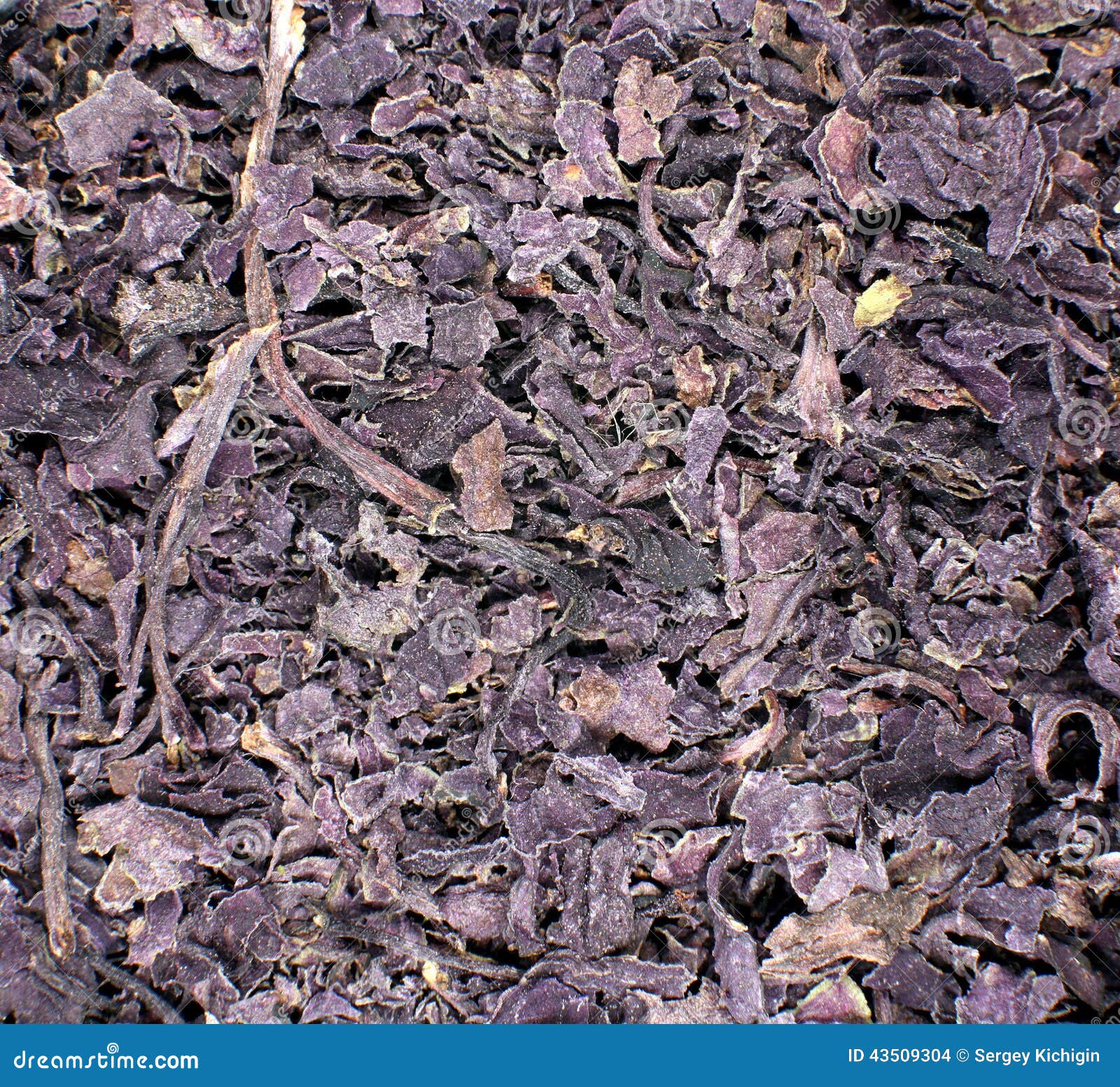 Purple Milled Spices, Texture, Background Stock Photo - Image of mill ...