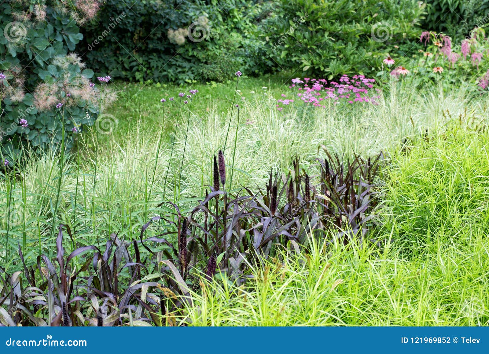 Purple Millet in the Garden Stock Photo - Image of agriculture, millet ...