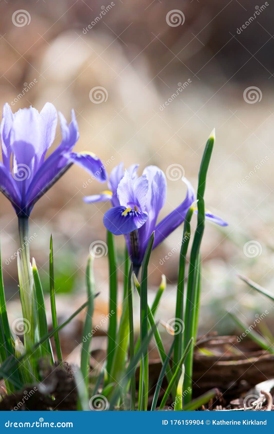 Purple Mini Iris Flower stock photo. Image of easter - 176159904