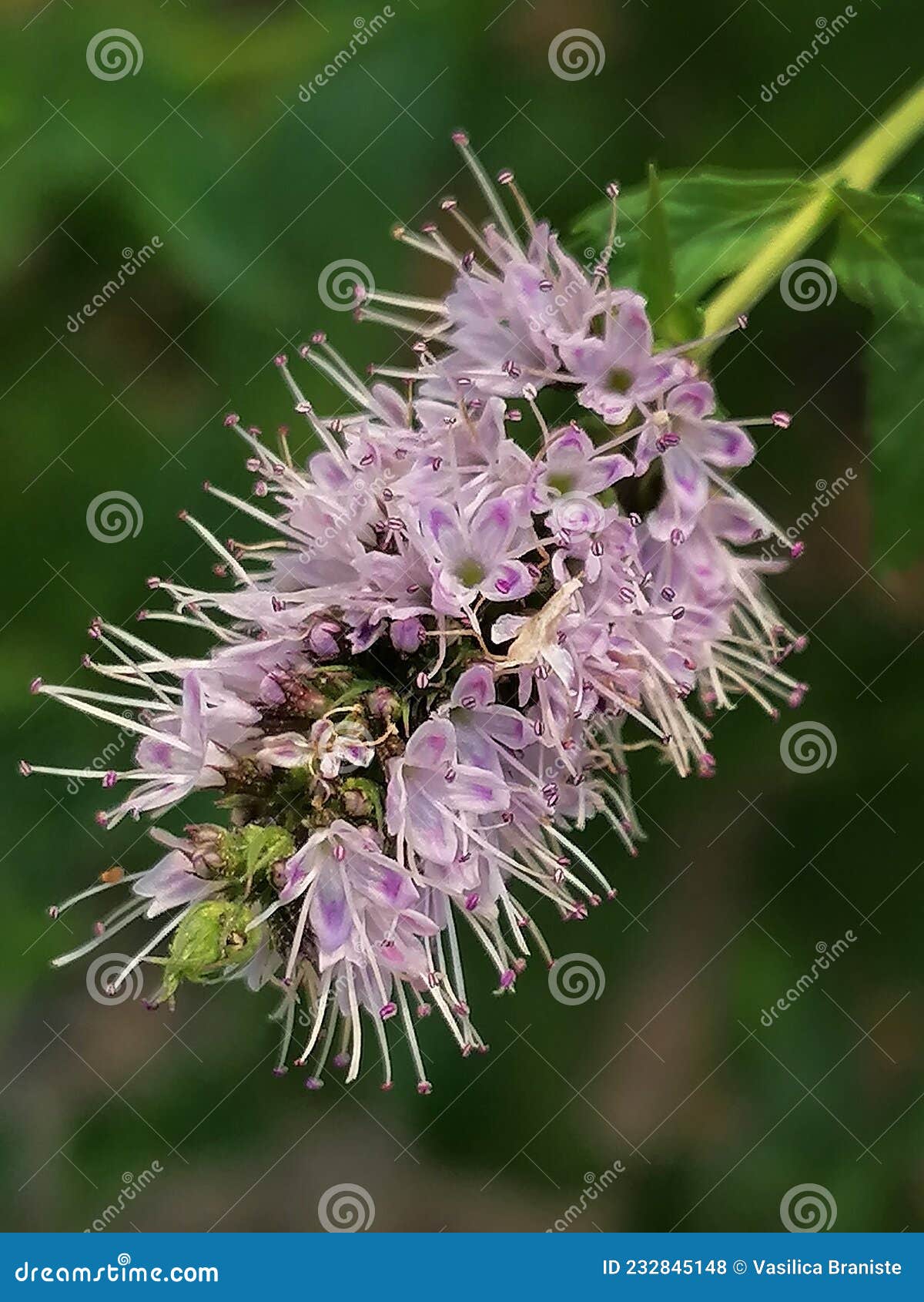 Purple Mint Flower in Detail Stock Photo - Image of purple, details ...