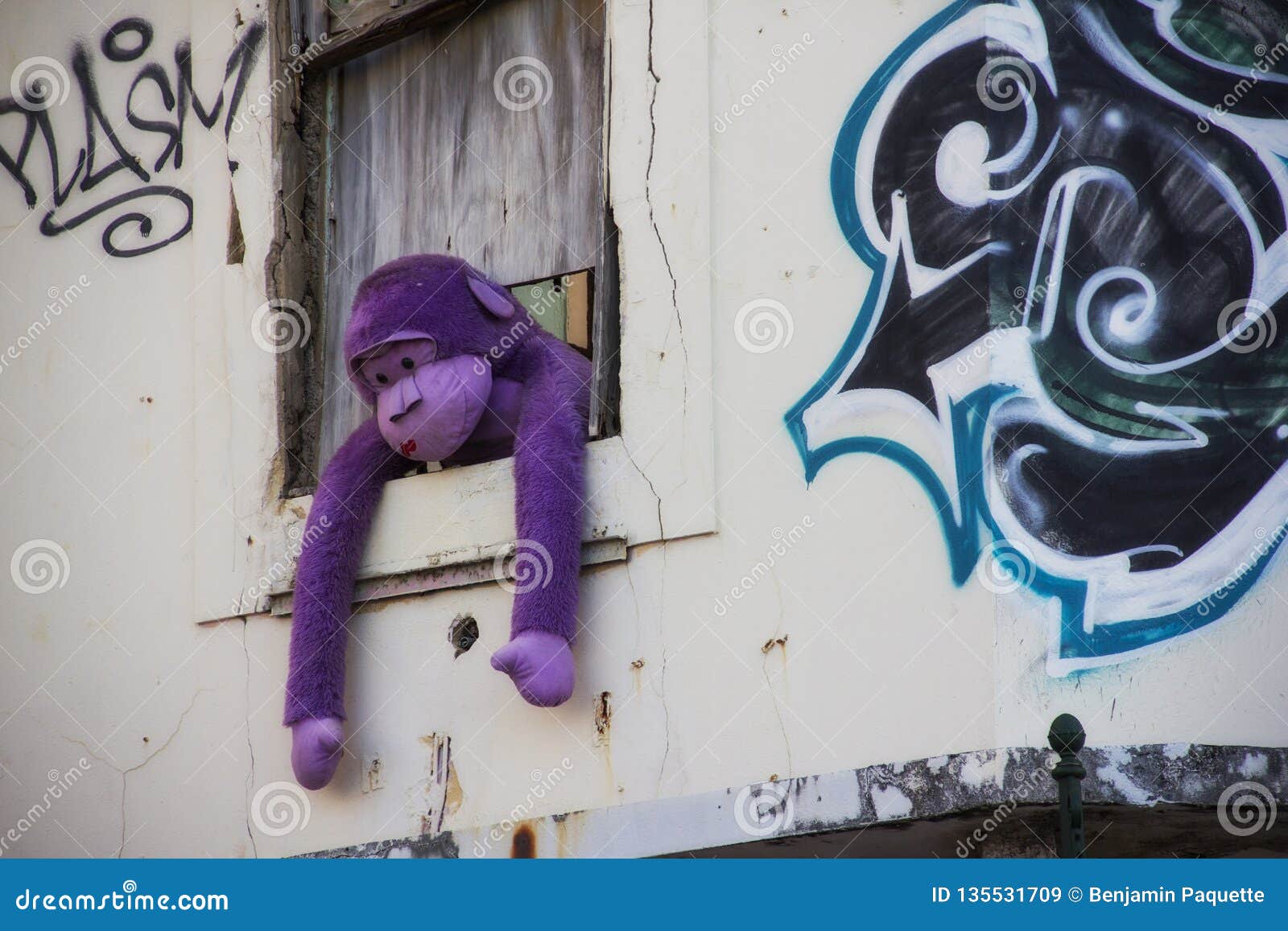 Purple Monkey Hanging Out of a Window Stock Image - Image of wall ...