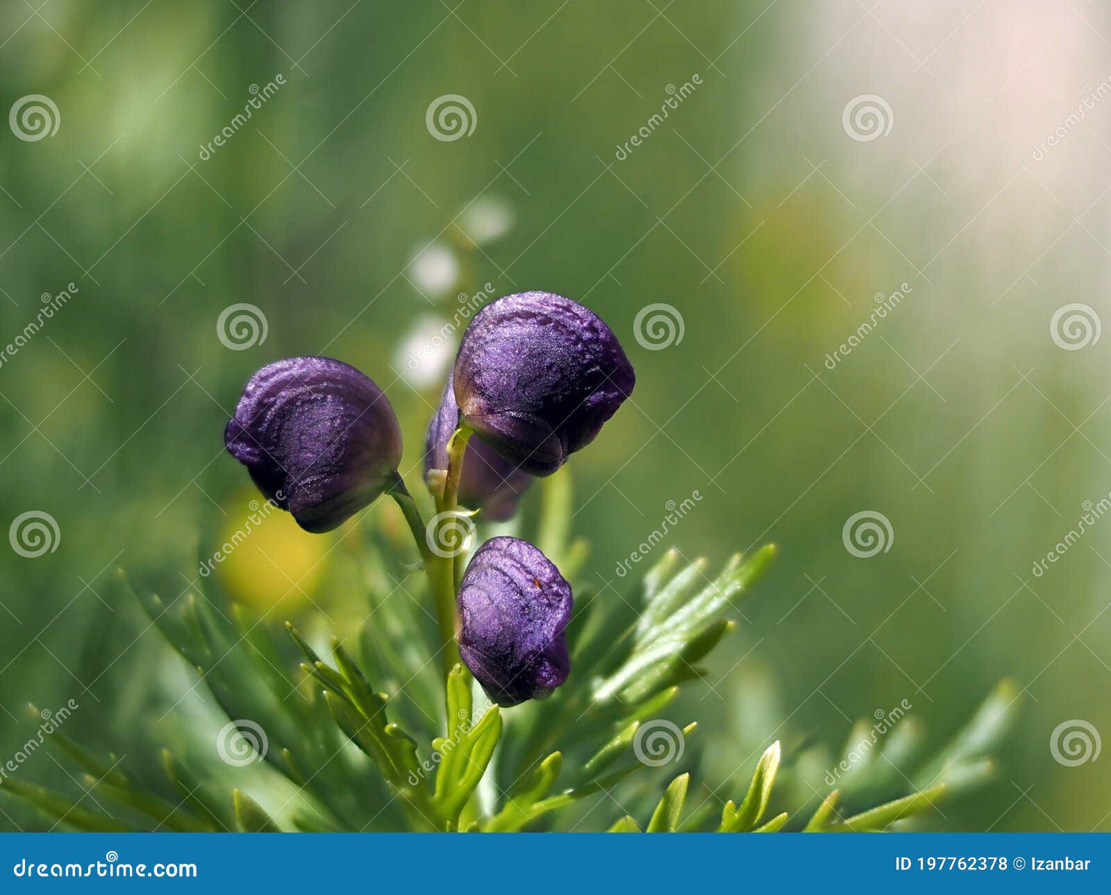 Purple Mountain Flower Wild in Dolomites Stock Photo - Image of color ...